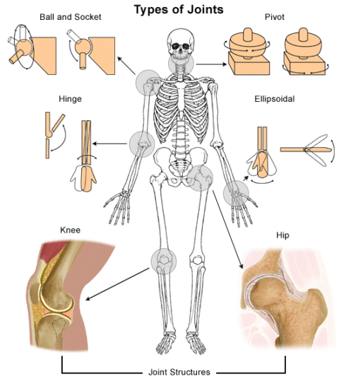 Anatomy of a Joint - Comprehensive Orthopaedics